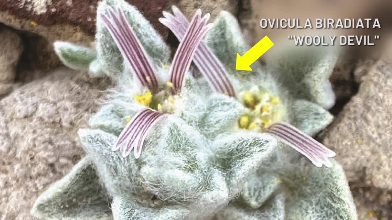 New discovery at Big Bend: The “Wooly Devil” flower