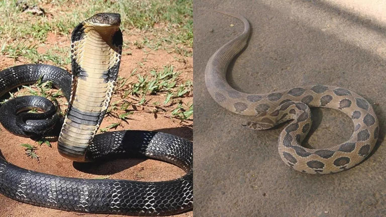 King cobra vs. Russell's viper – Understanding major differences and ...