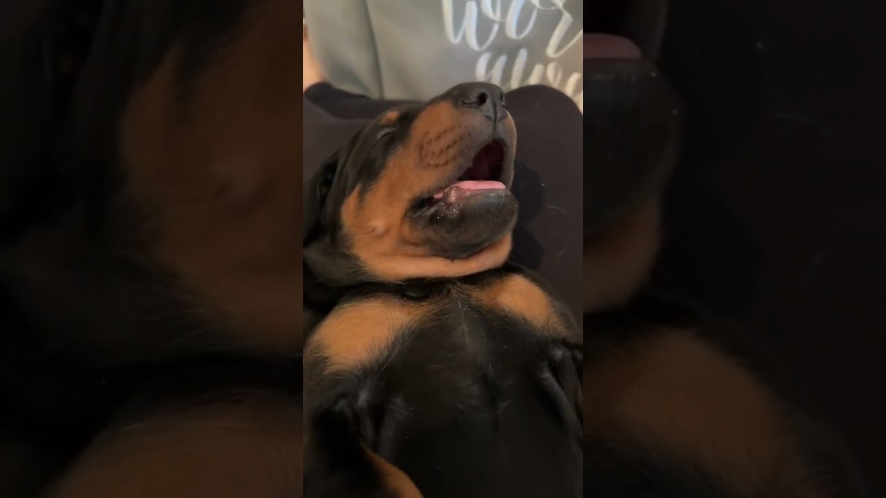 See the sleepy Doberman puppy winning the ultimate napping prize