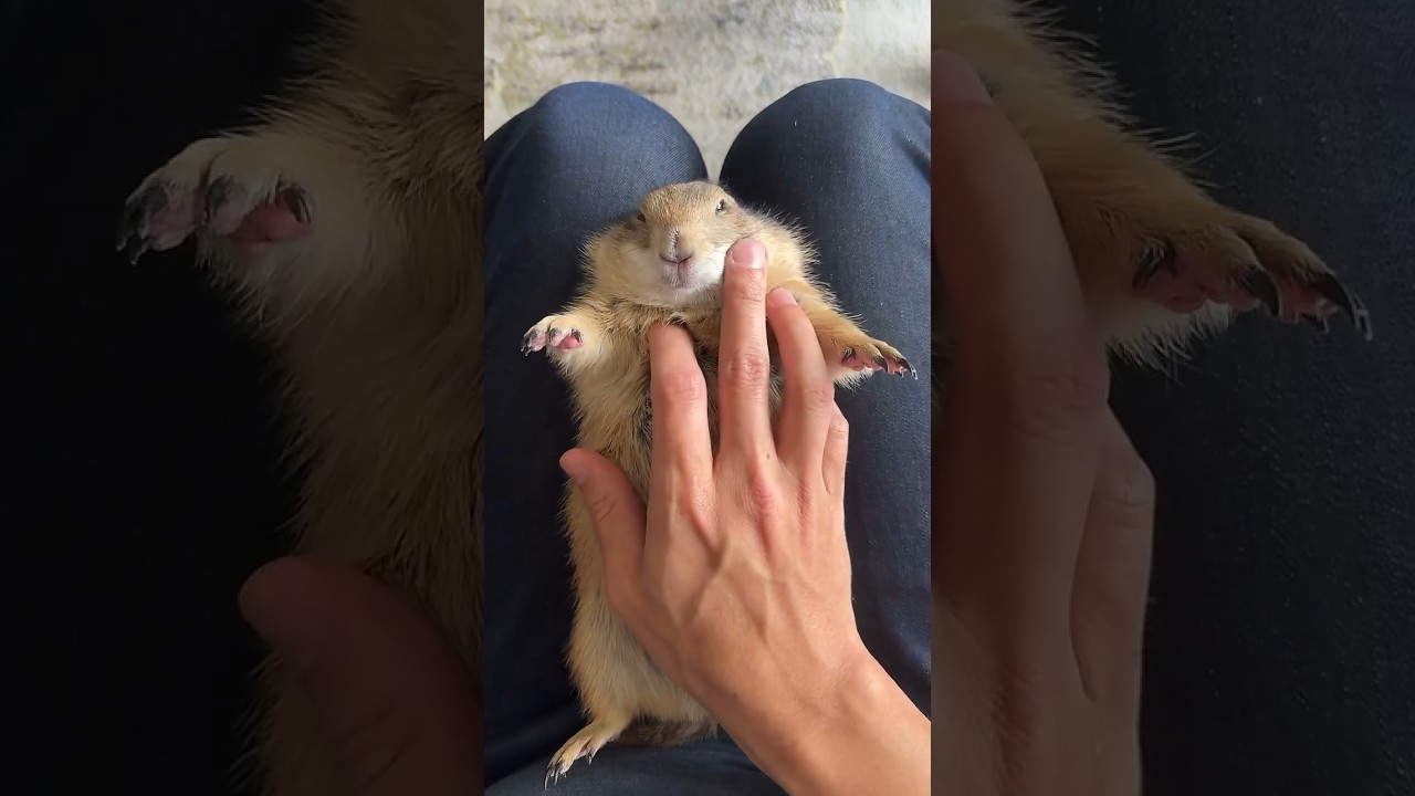 Belly Rubs and Cheeky Prairie Dog Fun