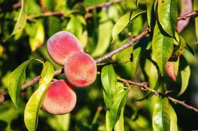 10 fruit trees that thrive in pots and are perfect for small gardens
