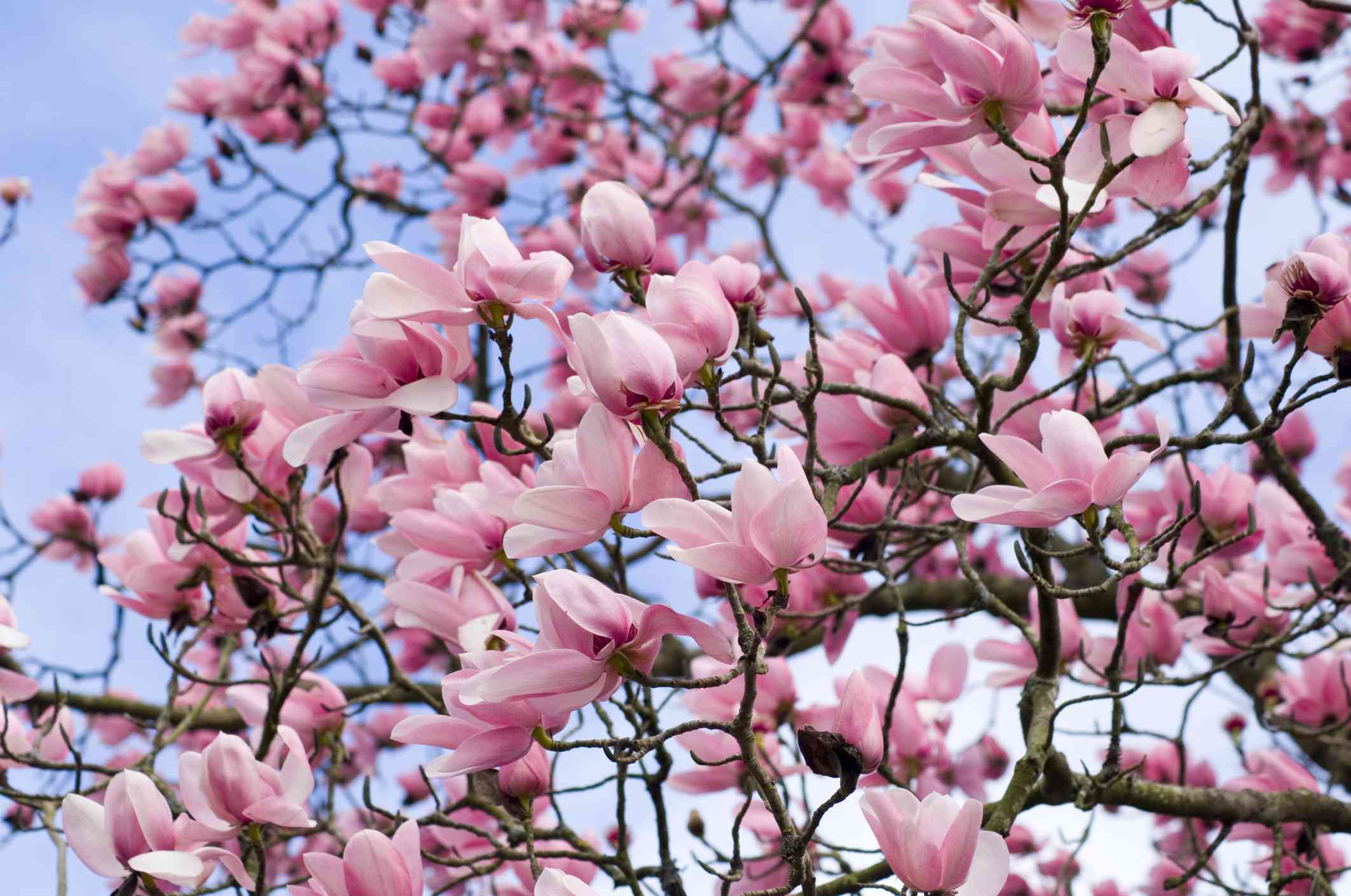 Waiting for Your Magnolia Tree to Flower? When You Can Catch the Best ...