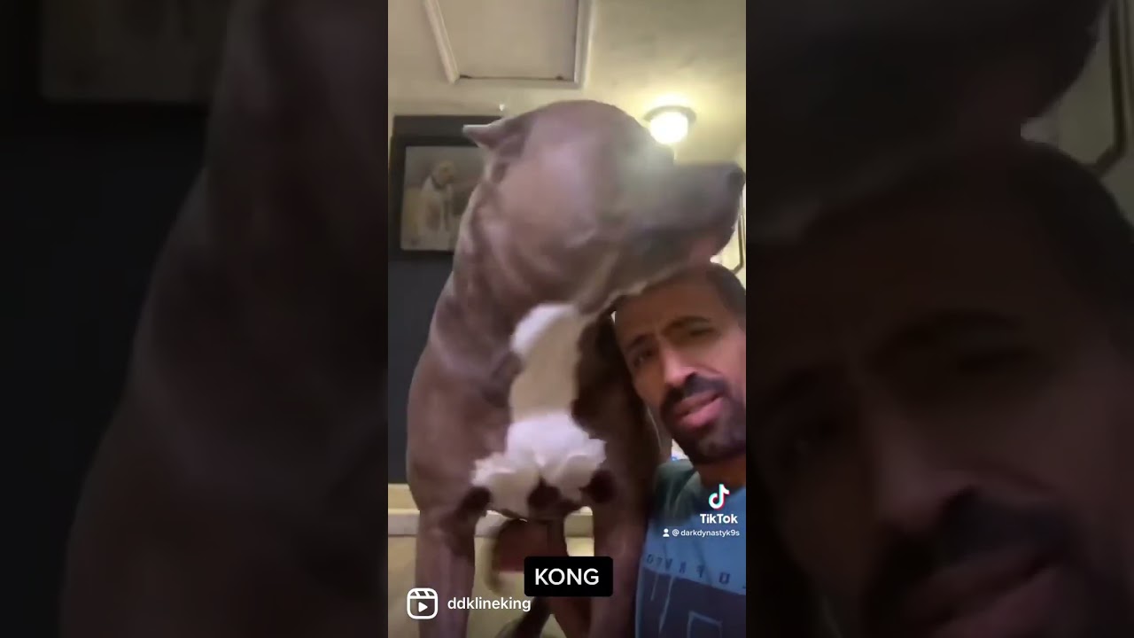 Owner honors each dog with playful superlative awards