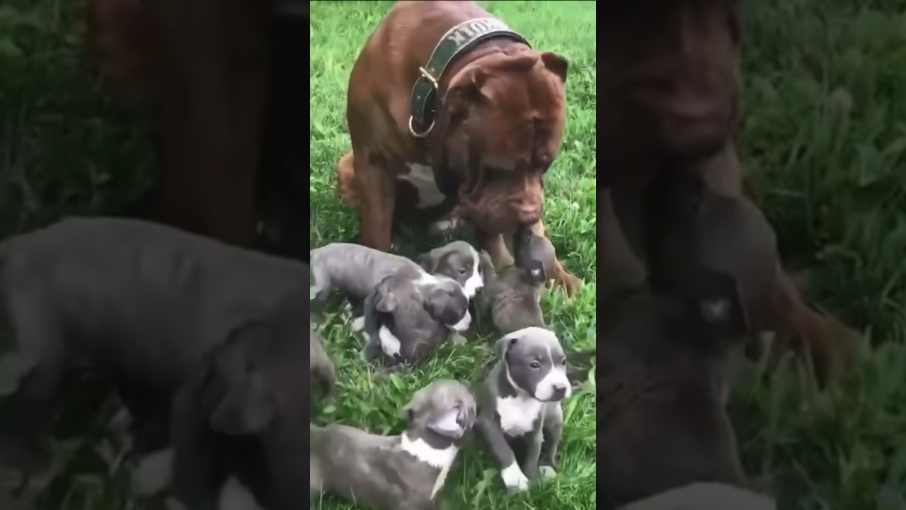 The Most Adorable Puppies With Their Grandpa Hulk