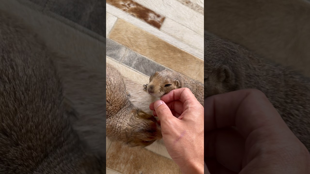 Prairie dogs Poppy and Paxton rush to wahoo and get cheek scratches