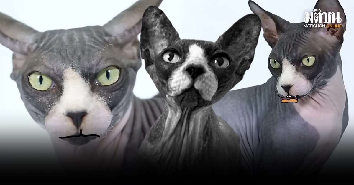 แฟนคลับเศร้า พี่ซิ่ล เหมียวเซเลบ แห่งช่อง VRZO ลาเหล่าทาส ไปวิ่งเล่นบน ...