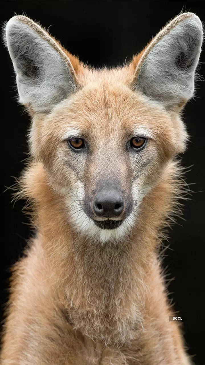 Maned wolf captivates as South America's mystical lone wanderer