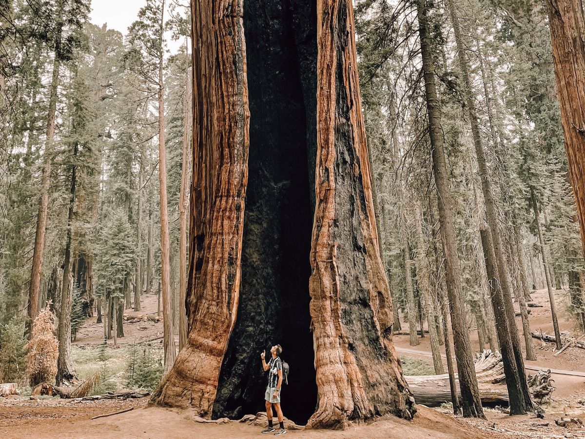 13 Jaw-Dropping Hikes in This US National Park Filled with Towering Sequoias
