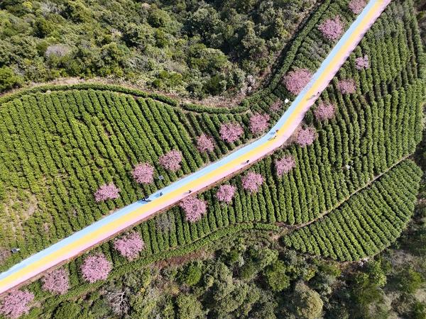 Refreshing Jamun Popsicle Recipe For A Perfect Summer Treat