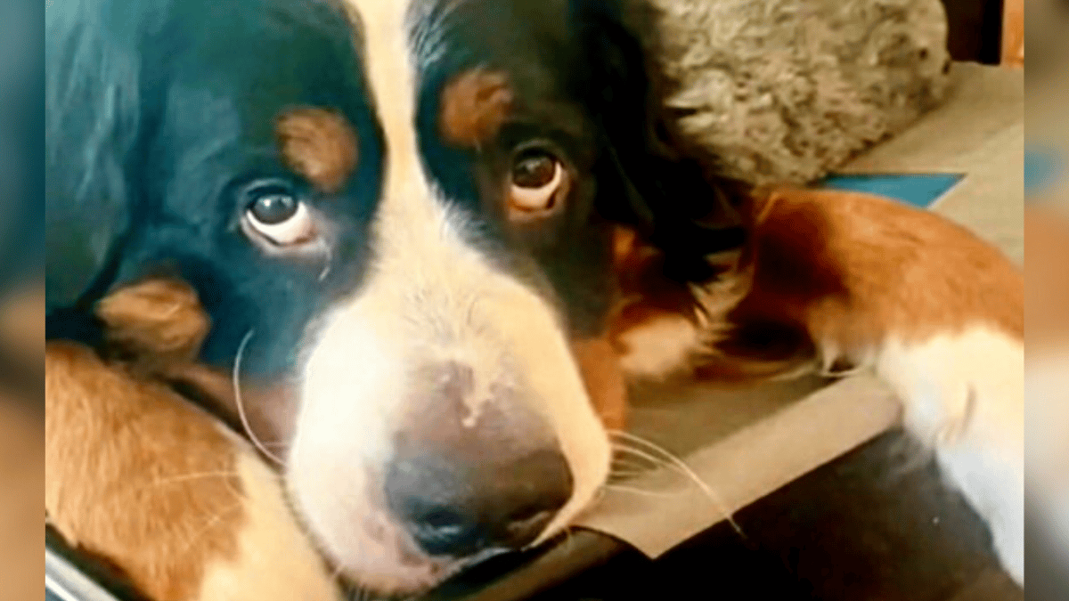 Boyero con cara de culpable: cuando la dueña ve lo que esconde, se echa ...