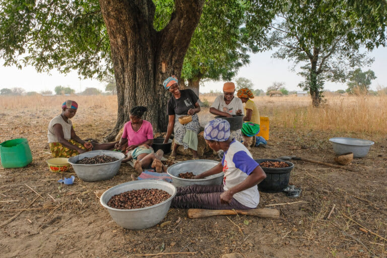 Women in Ghana plant ‘diversion’ trees to protect shea trees and their ...