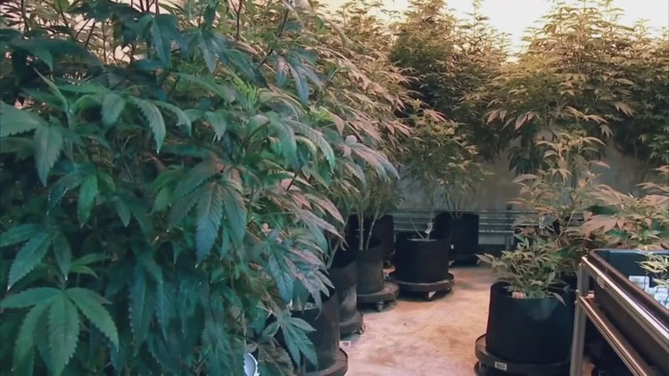 Ohio House version of recreational marijuana bill would keep many of ... Ohio House version of recreational marijuana bill would keep many of ...
