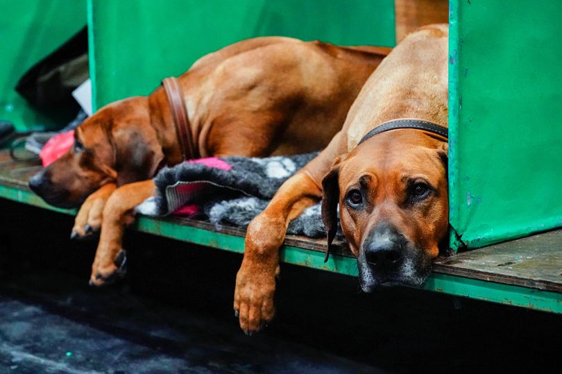 'I'm a vet — this loyal and protective dog breed is easy to train and ...