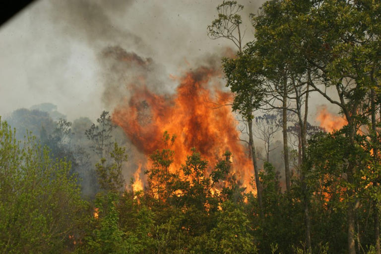 South Carolina Forestry Commission ceases command of operations in Carolina Forest wildfire