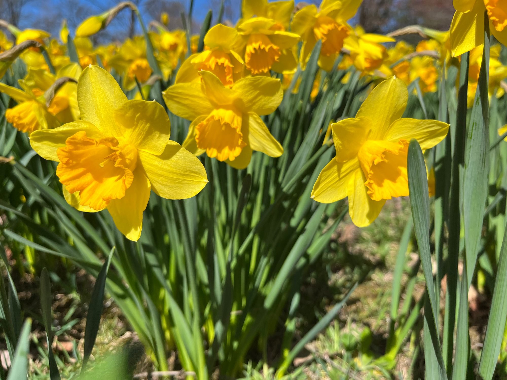 20 Fun Facts About the Month of March 2025