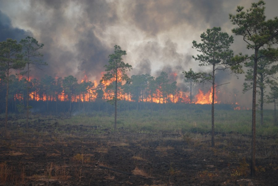 South Carolina Forestry Commission says it’s ‘too early to know ...