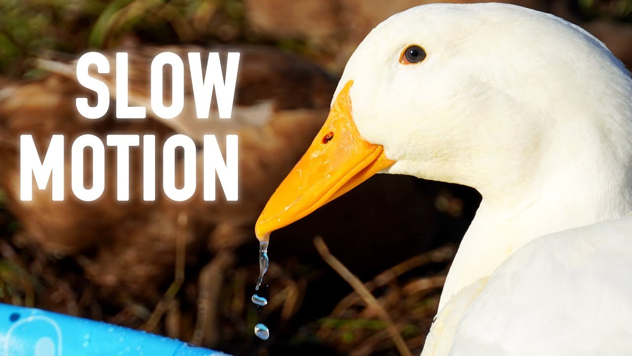 I can’t stop watching ducks in slow motion