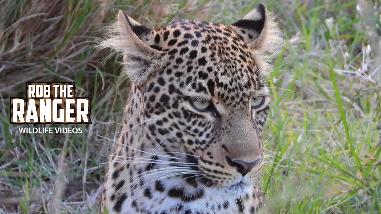 Witness the stunning Olakira female leopard in the Maasai Mara