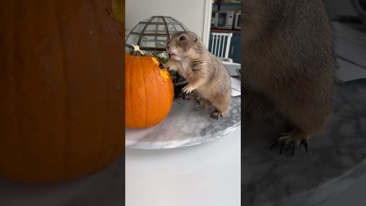 Poppy the Pumpkin Carving Prairie Dog
