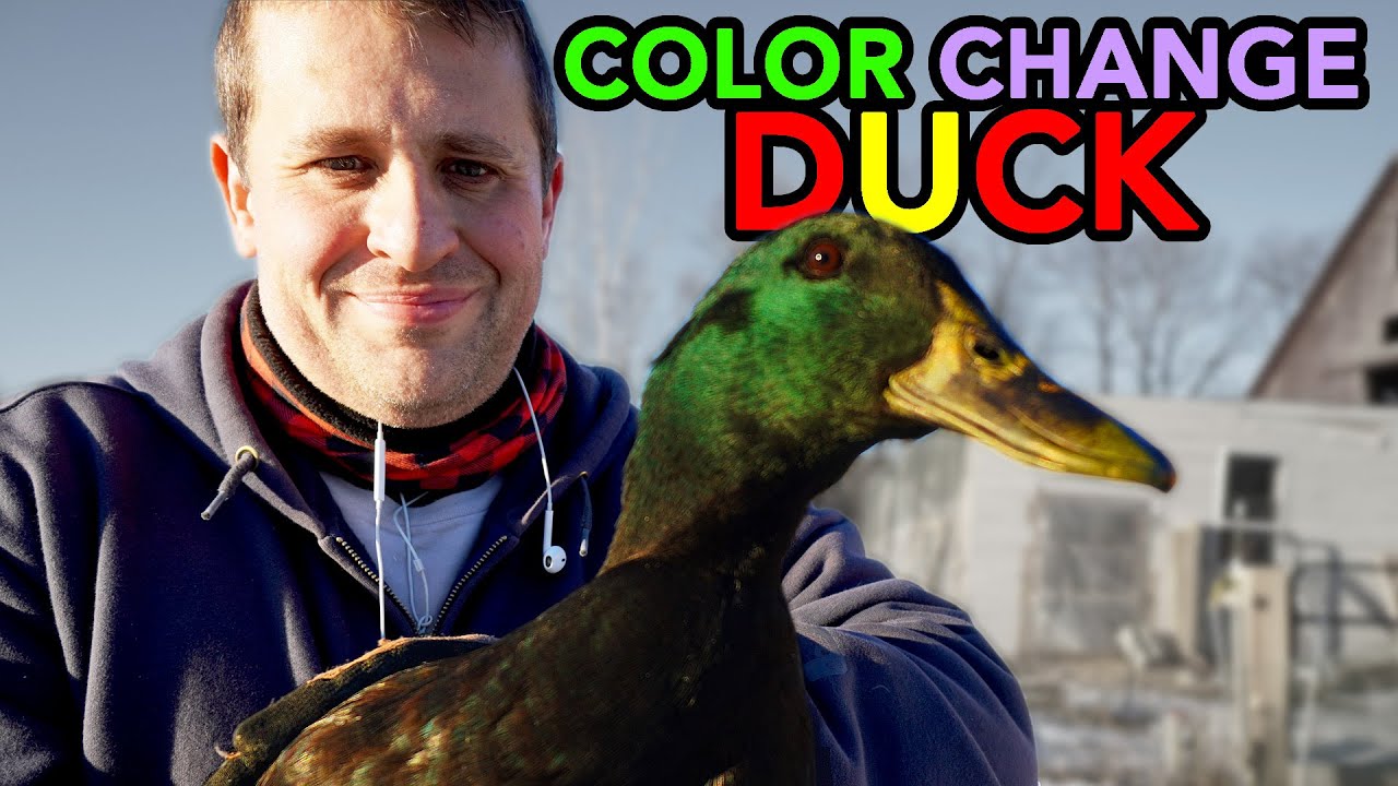 My duck instantly changes color before our eyes