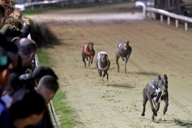 Senedd committee slams proposed greyhound ban bill