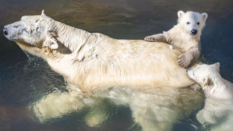 St. Louis' Kali moves to Toledo in vital polar bear conservation effort