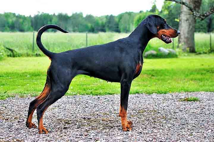 Doberman: saiba tudo sobre a raça inteligente e determinada