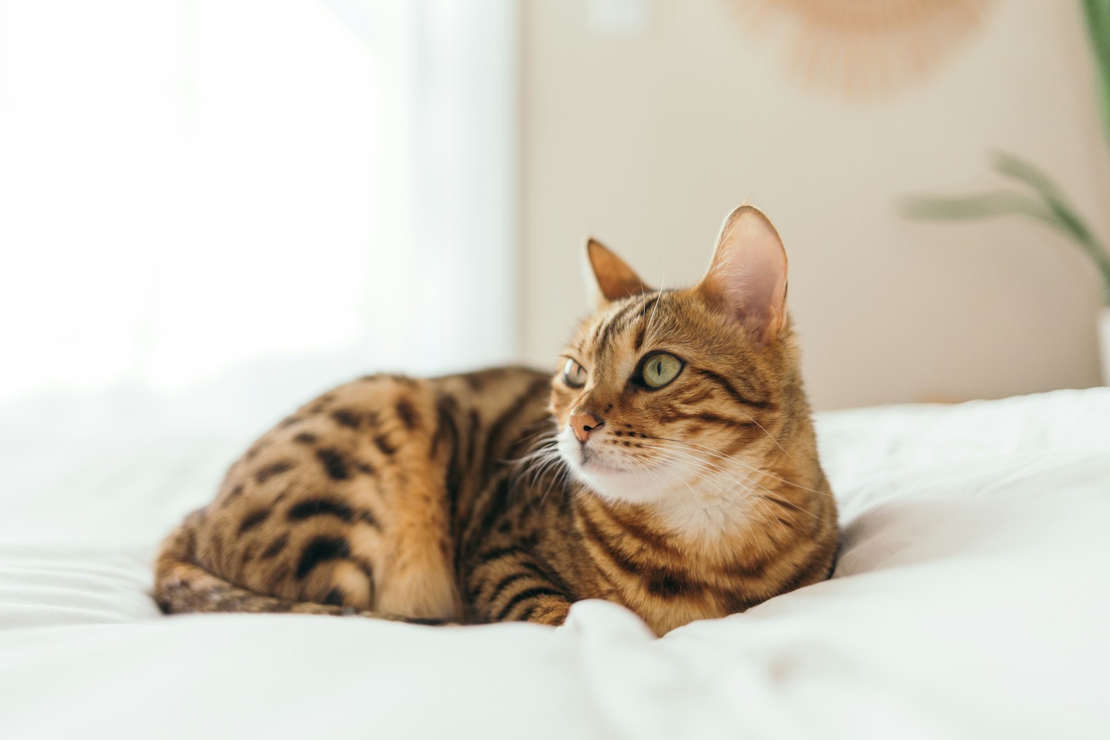 15 Alpha Cat Breeds That Need an Experienced and Firm Owner