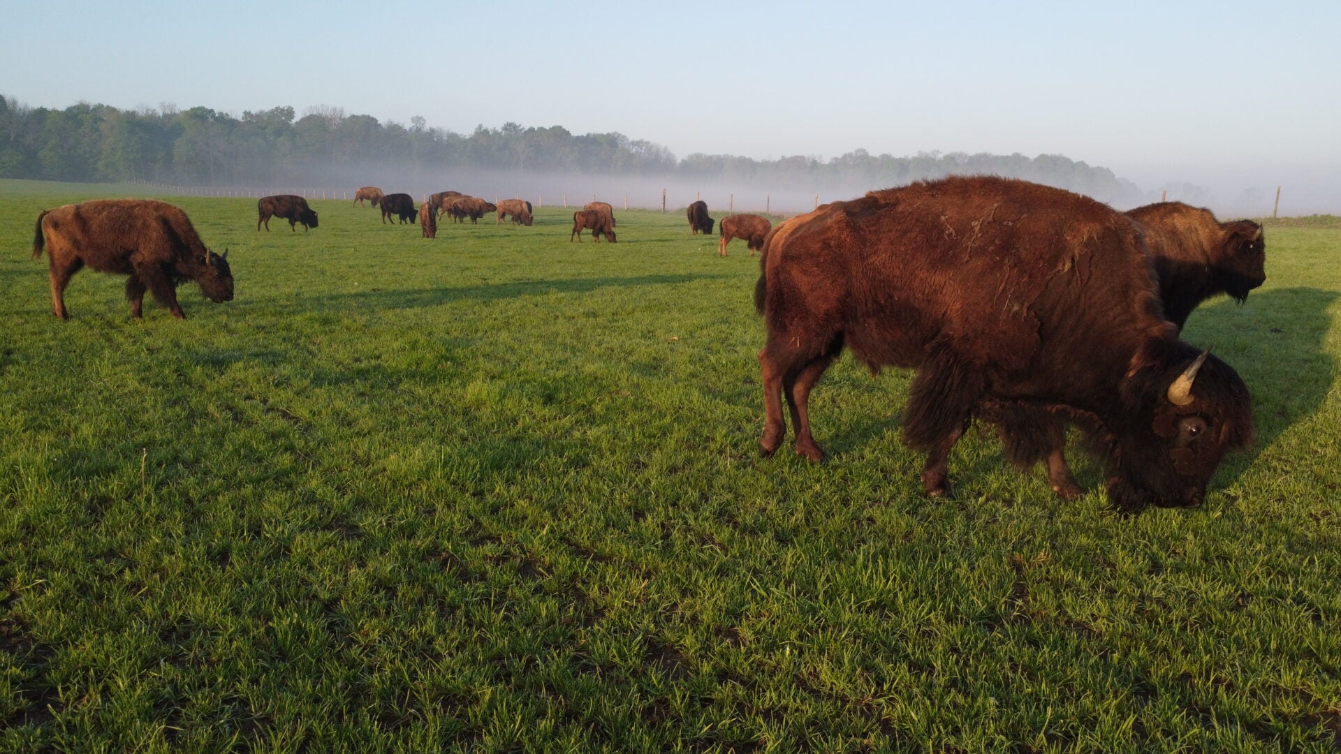 Indiana Grown: White Oaks Bison Farm, raising America's icon for 5 ...
