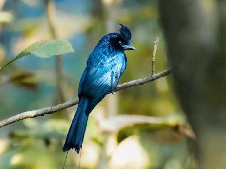 7 Best Birdwatching Spots Near Bangalore for Nature Enthusiasts