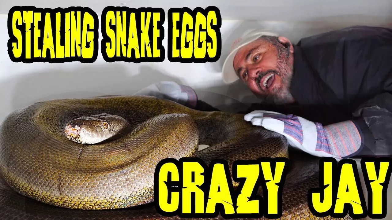 Those Giant Python Snake Eyes LOOKING AT ME AS I'M TAKING HER EGGS