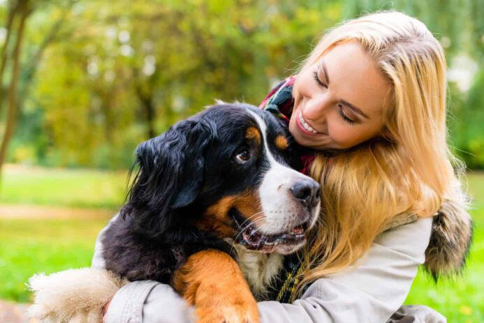 Should you welcome a Bernese mountain dog? Here's what to know
