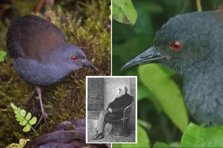 Galápagos Rail seen on island where Charles Darwin discovered it for ...