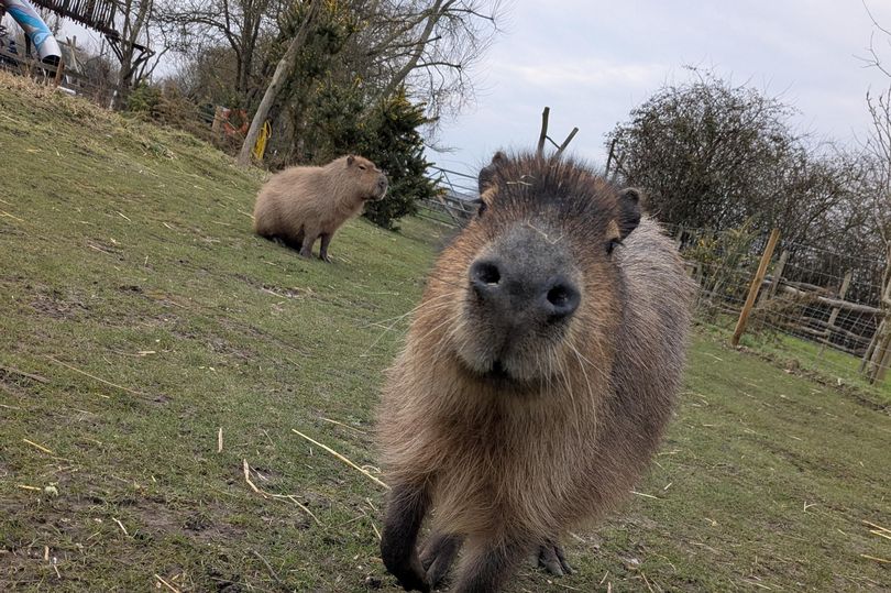 Meet the UK's 'most sought-after' and 'friendly' animals at popular ...