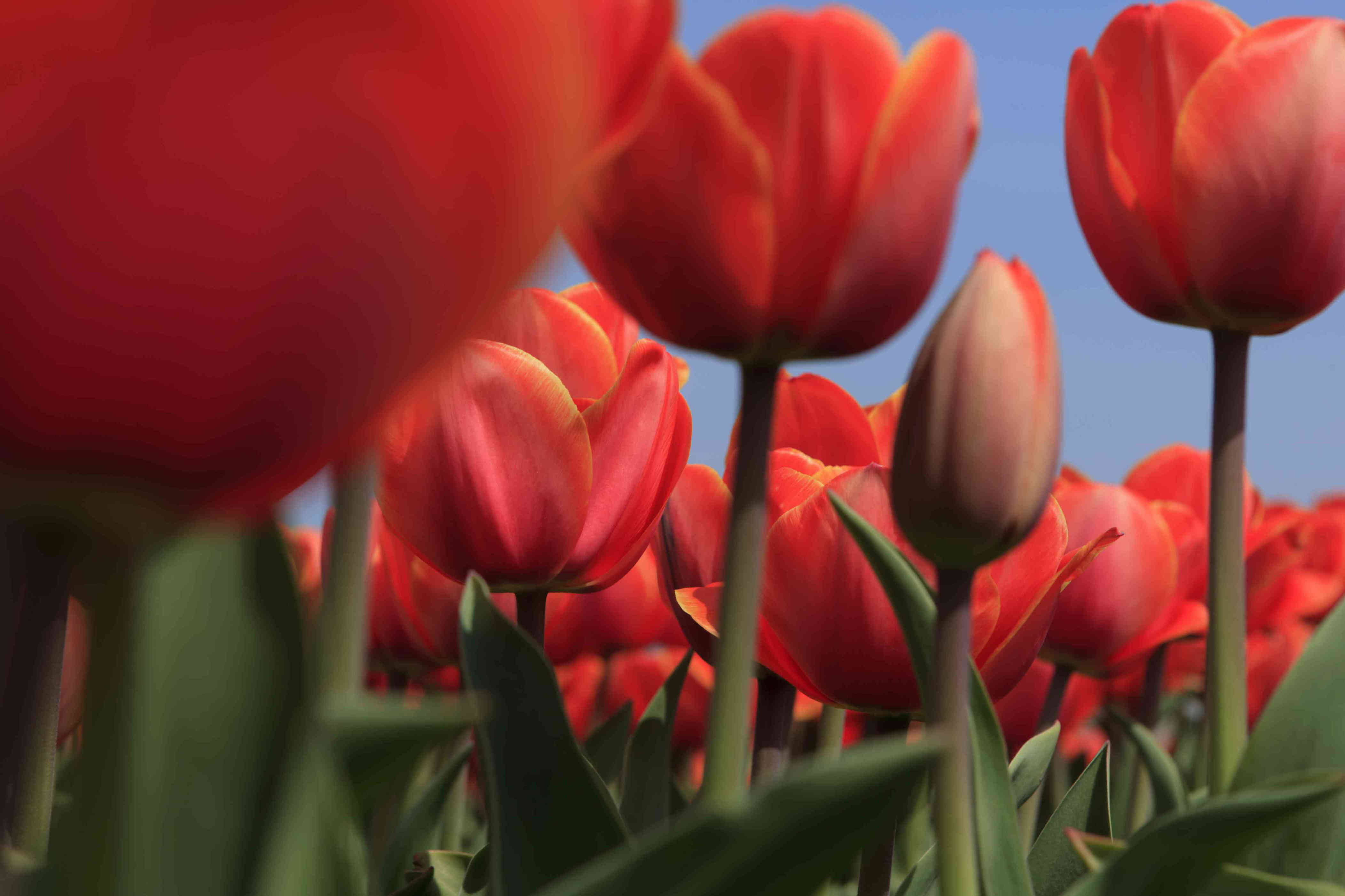 When to Plant Tulip Bulbs for Stunning Spring Blooms, According to ...