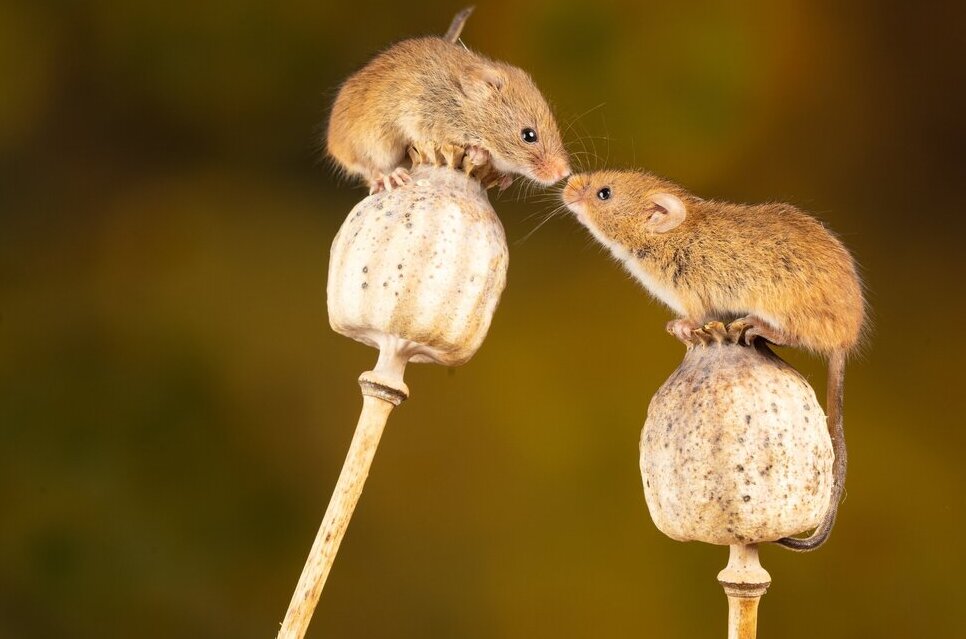 Mice exhibit first aid behavior, aiding unconscious peers