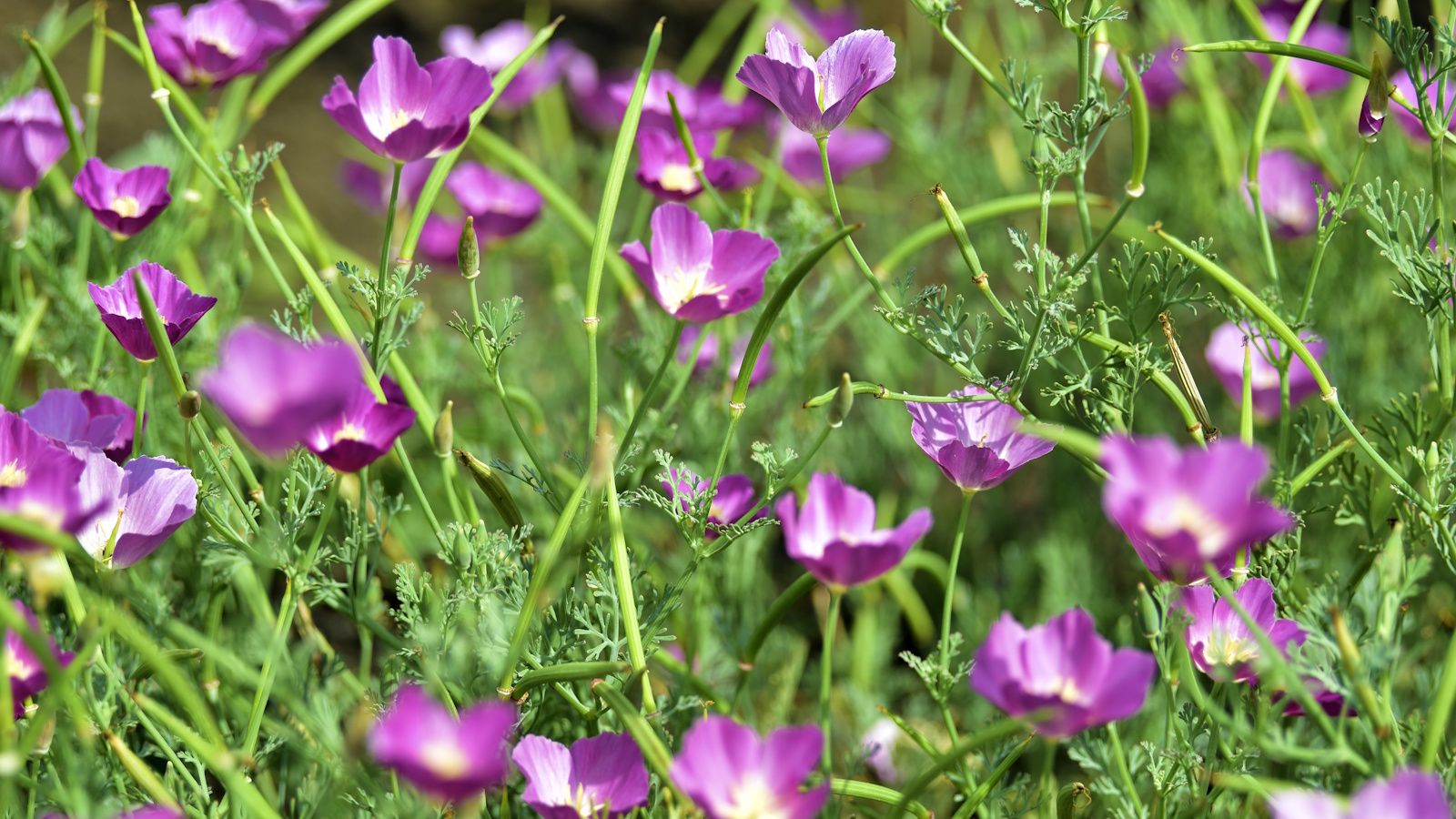 Best native ground cover plants to stop weeds – 5 expert-approved ...