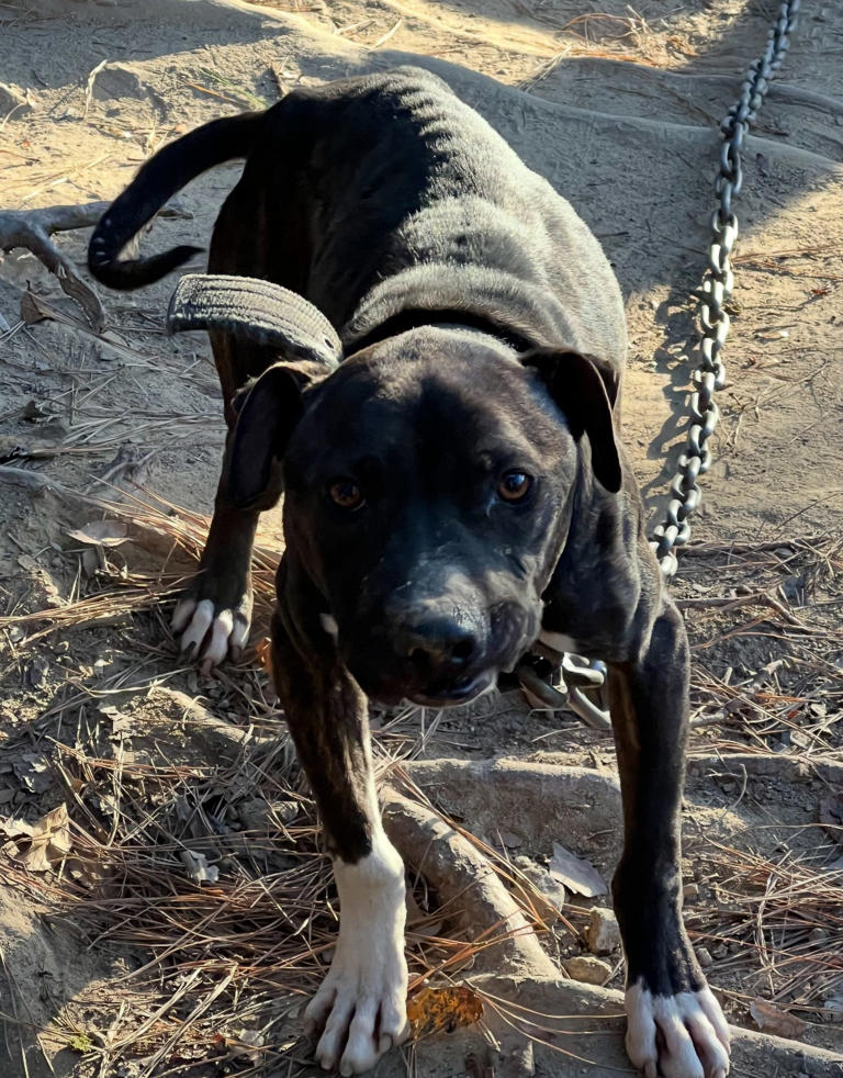 The animal blood sport that still remains 'rampant' across the US