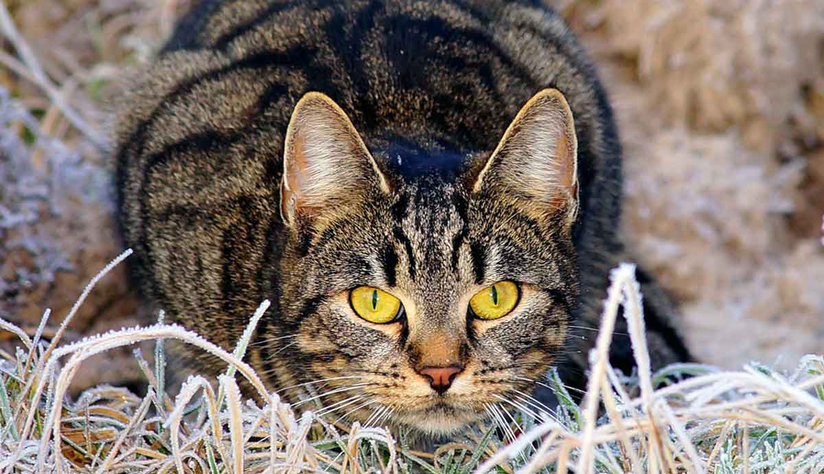 How Do Cats Hunt Without Making Noise?