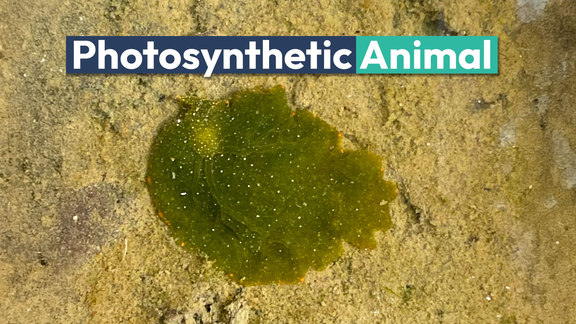 This Solar-Powered Sea Slug Is The First Animal Known To Photosynthesize