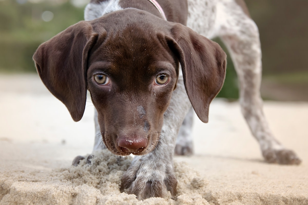 German Shorthaired Pointer Puppy's 'Squeaky Yawns' Couldn't Possibly Be ...