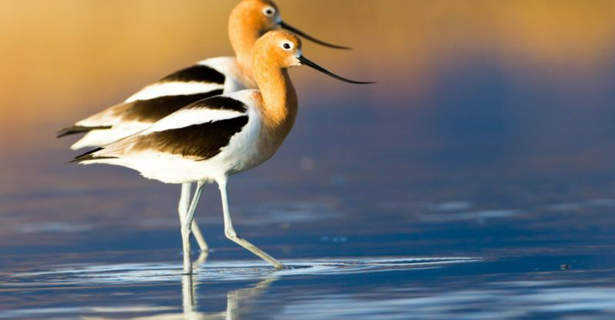 The Top 16 Best Places to Go Bird-watching in America
