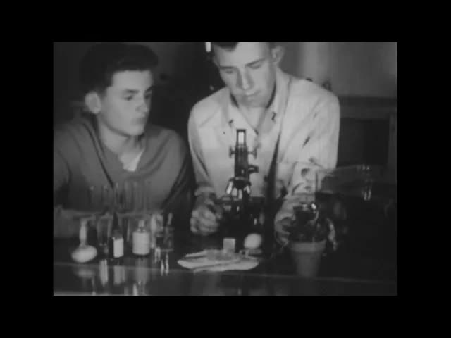 Microscopy: Onion Cell Structure - Nucleus, Vacuoles & Cell Wall