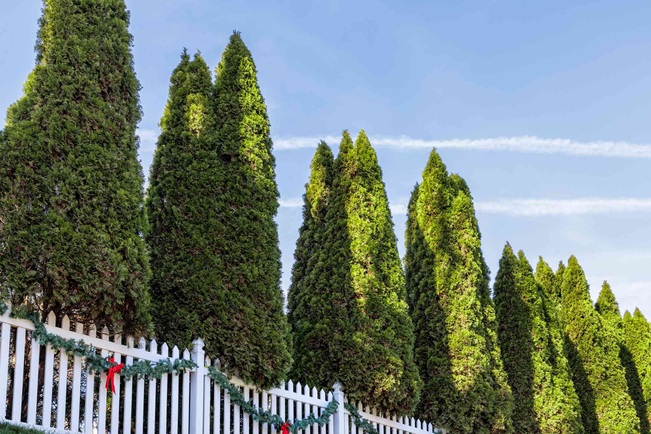 12 Types of Cypress Trees You Should Grow in Your Garden This Year for ...