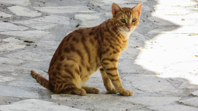 25 Beautiful Orange Cat Breeds You'll Love