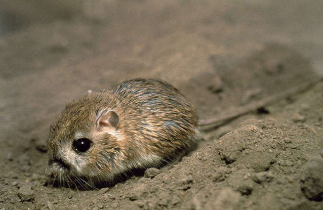 The Most Surprising Animals Adapting to USA Droughts The Most Surprising Animals Adapting to USA Droughts