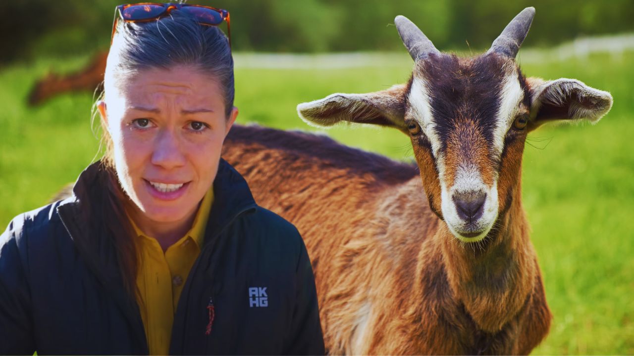 Why You Shouldn’t Get a Goat (From a Homesteader Who Knows)