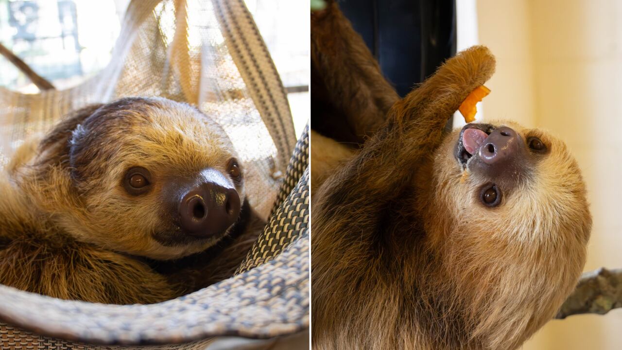 Sloth Crossing now open at the Jacksonville Zoo | Meet Ruth and Chata