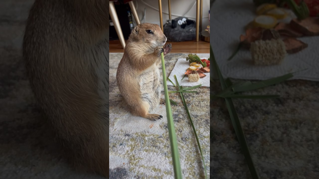 Prairie dog Poppy works on a long blade of grass