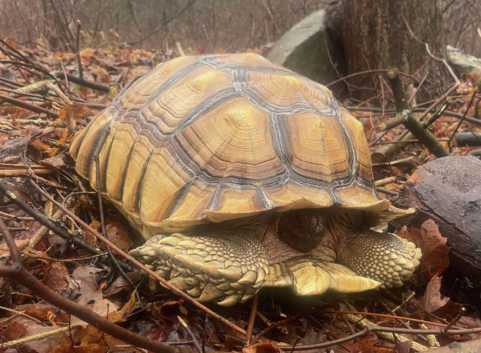 Ansonia animal control investigating deaths of two abandoned tortoises ...